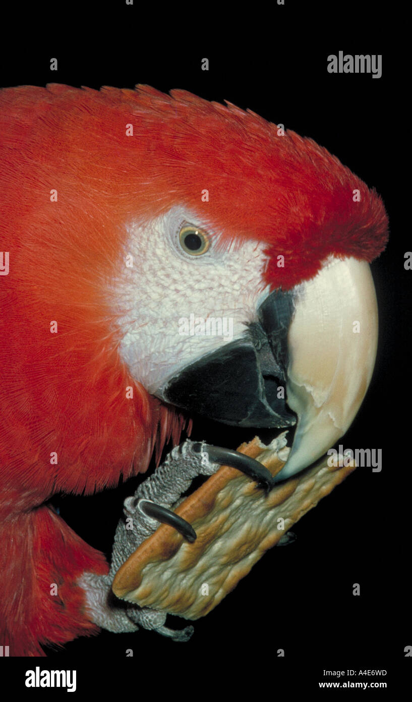 Polly parrot hi-res stock photography and images - Alamy