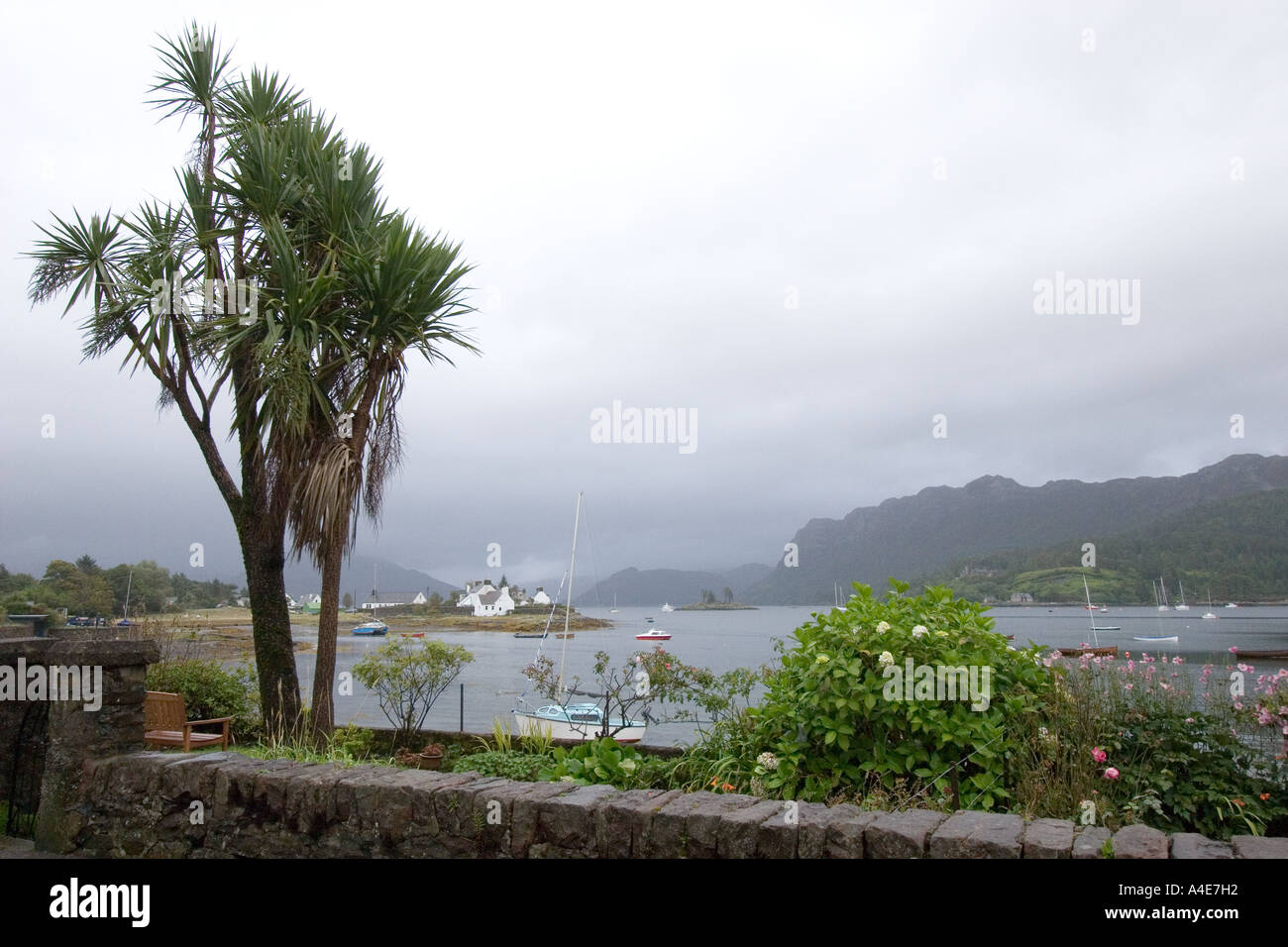 Palm tree at Plockton West Highlands Stock Photo - Alamy