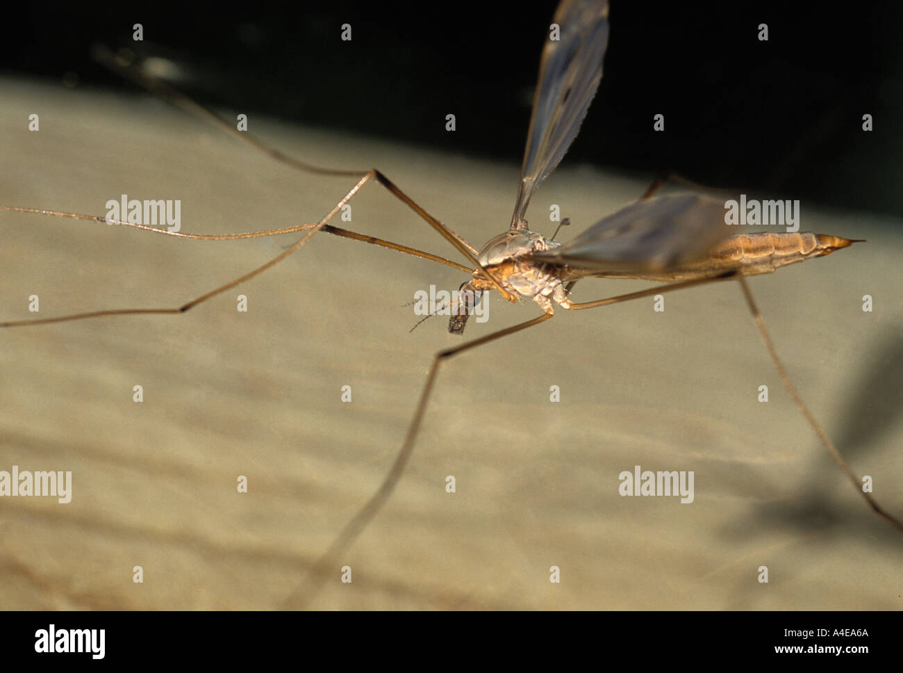 Crane fly diptera hi-res stock photography and images - Alamy