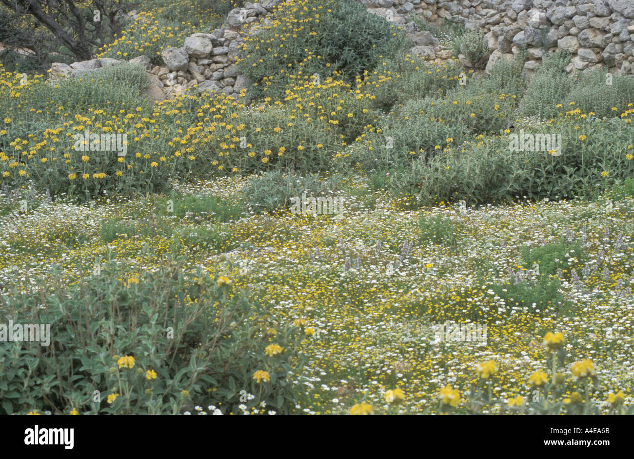 Wild flowers on the hillside above Hania Stock Photo - Alamy
