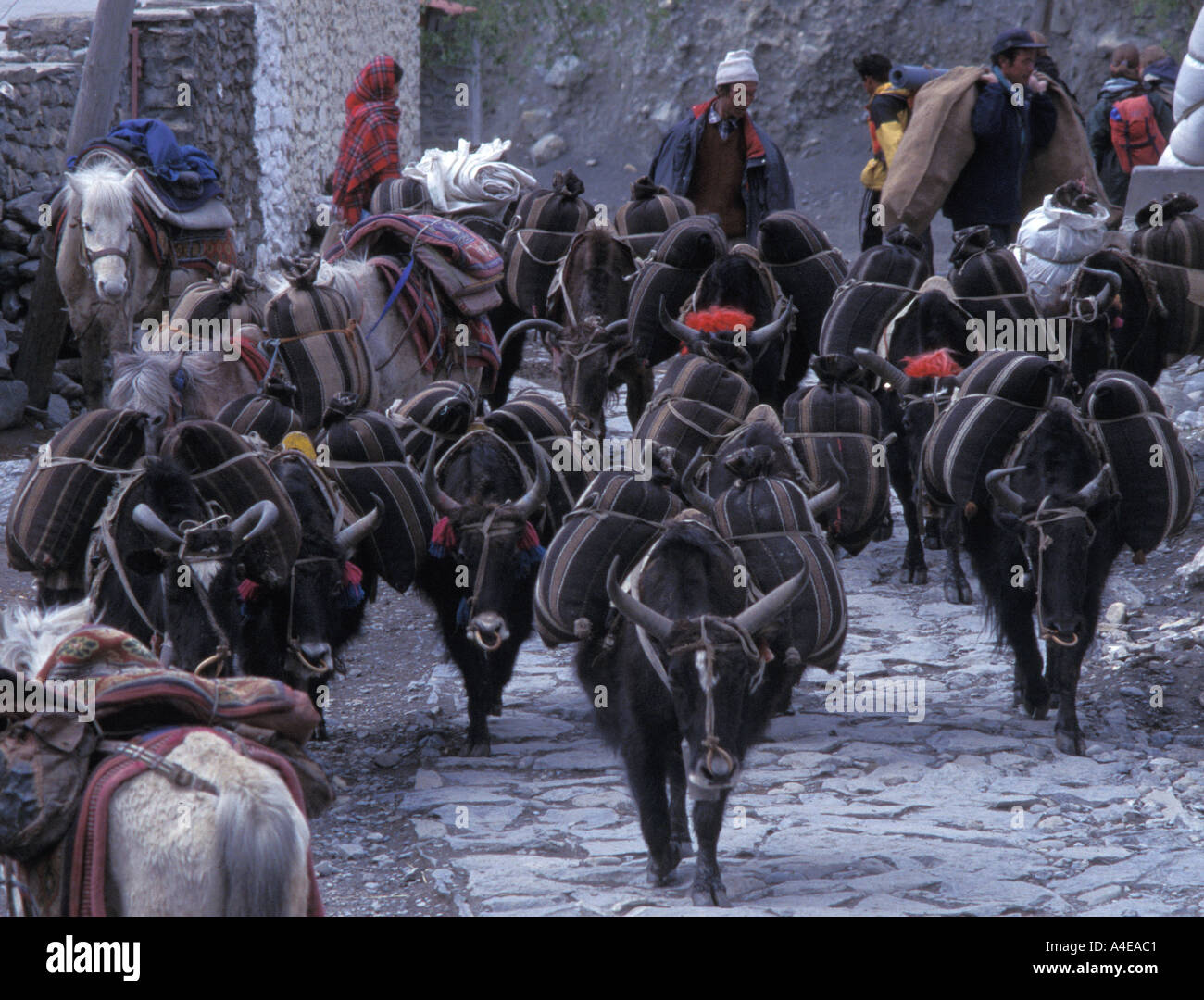 A pack of loaded yaks hogs the road at Jomson Stock Photo - Alamy