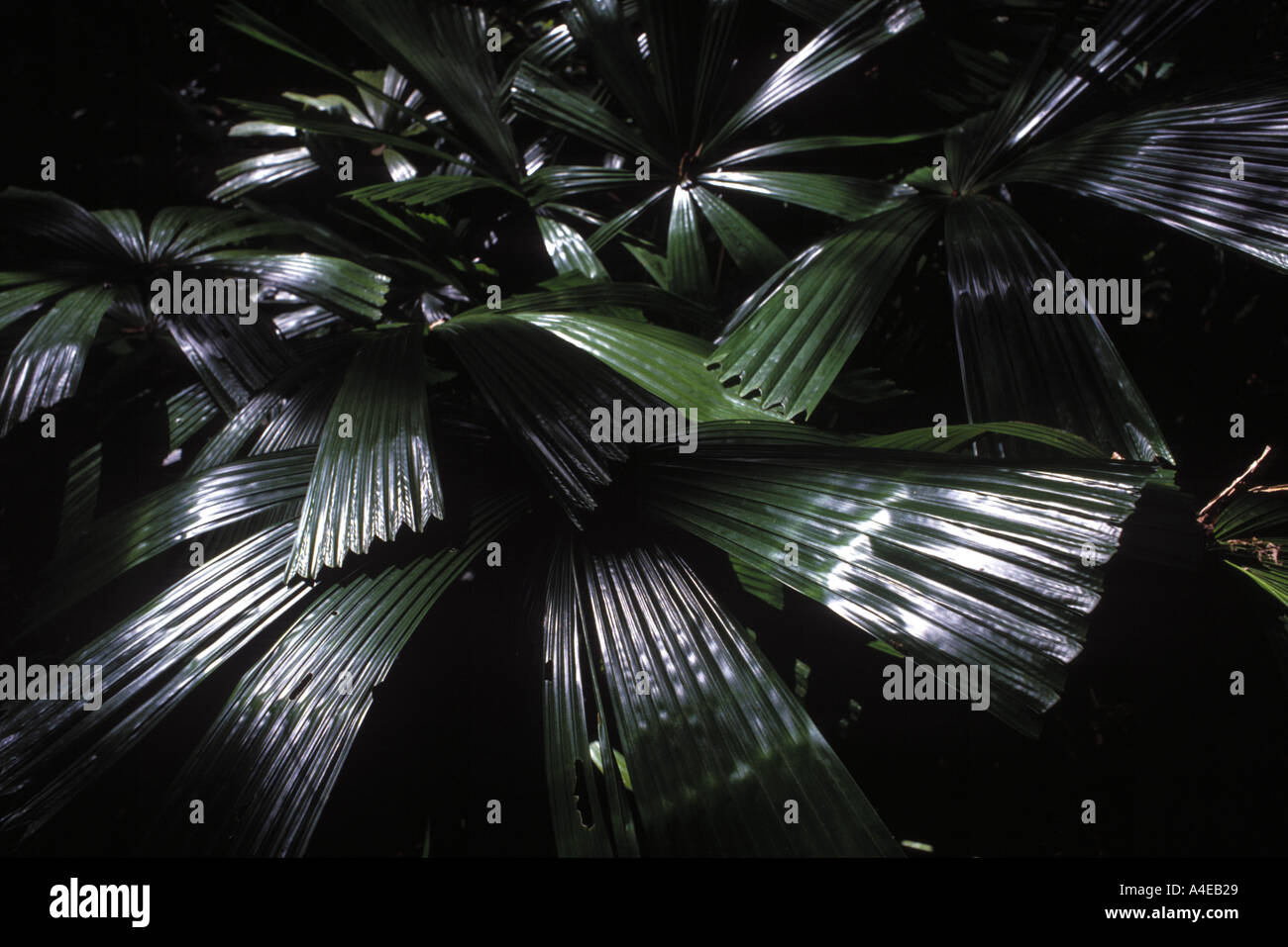 Daintree Rain Forest Australia Stock Photo - Alamy