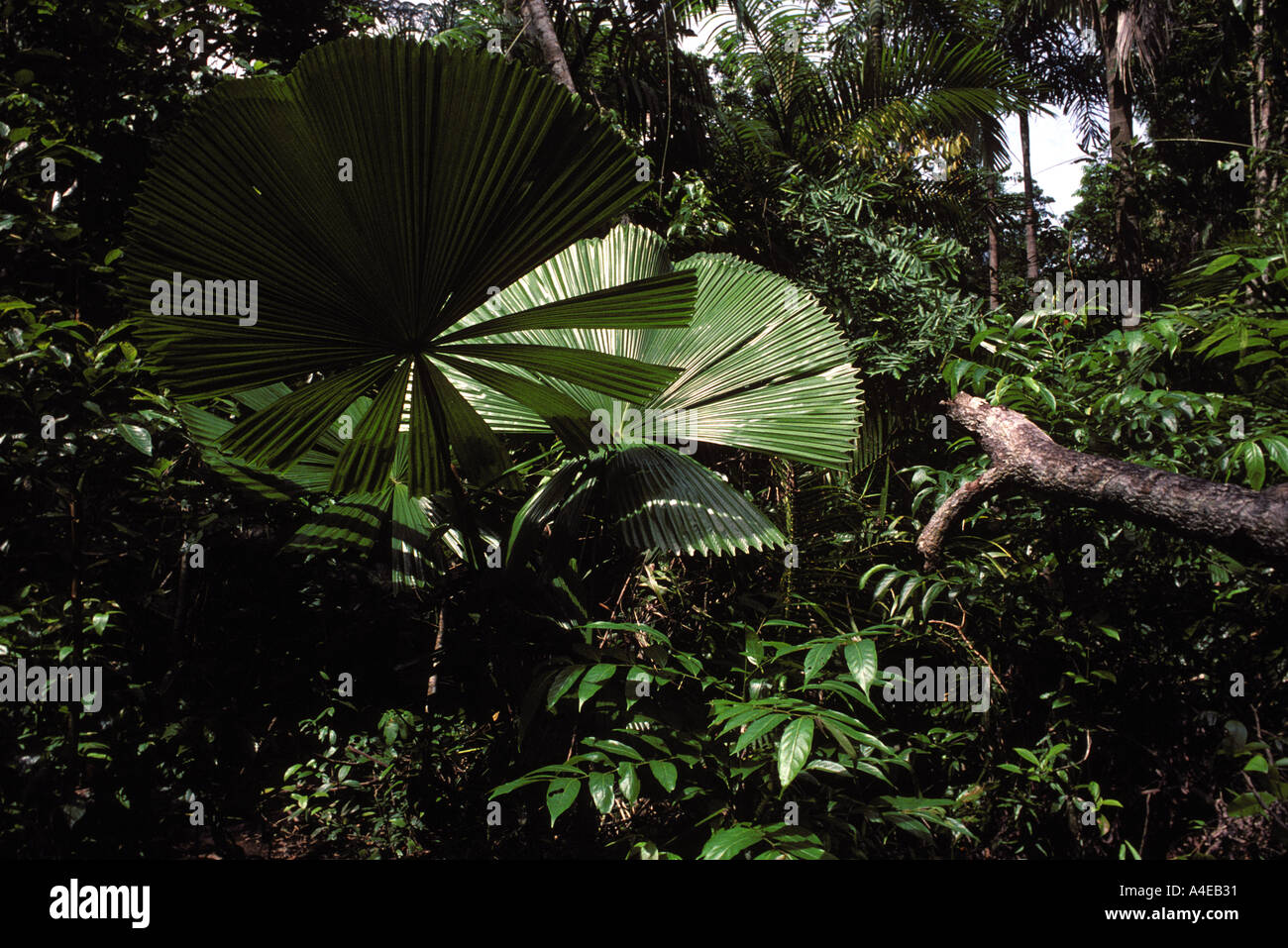 Daintree Rain Forest Australia Stock Photo - Alamy