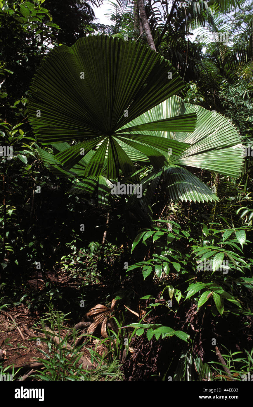 Daintree Rain Forest Australia Stock Photo - Alamy