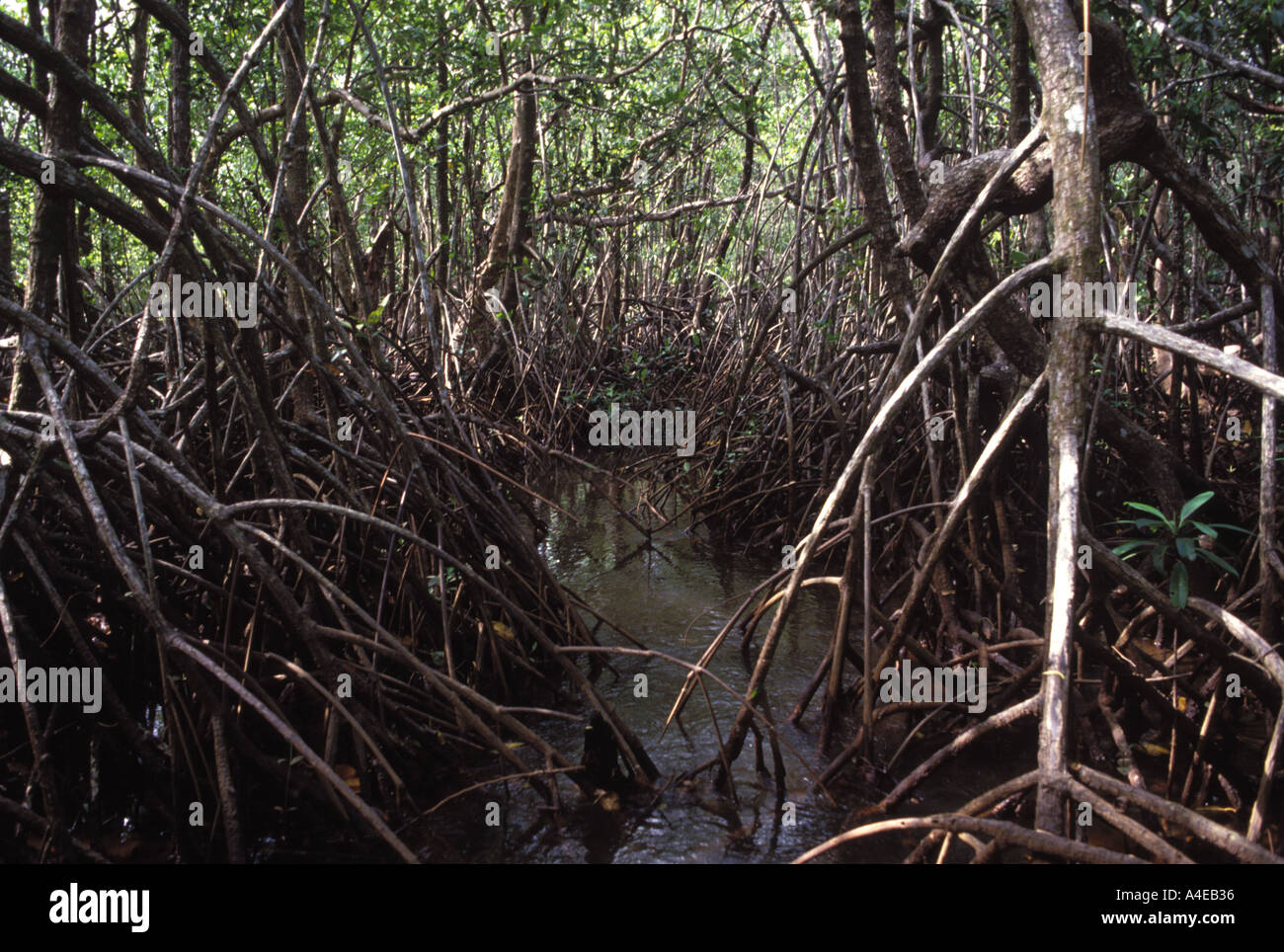 Daintree Rain Forest Australia Stock Photo - Alamy