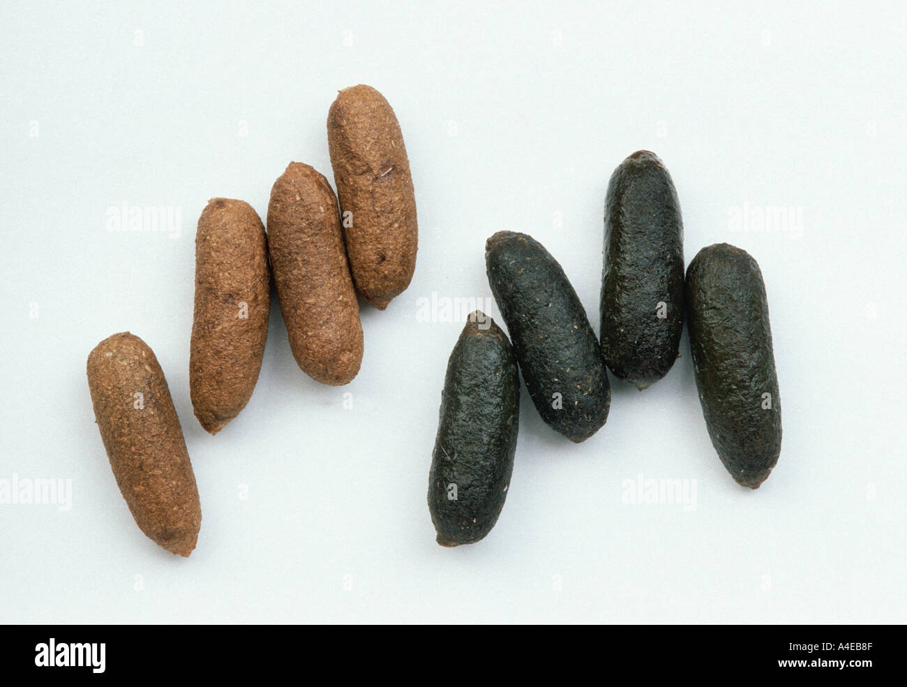 Pig excrement hi-res stock photography and images - Alamy