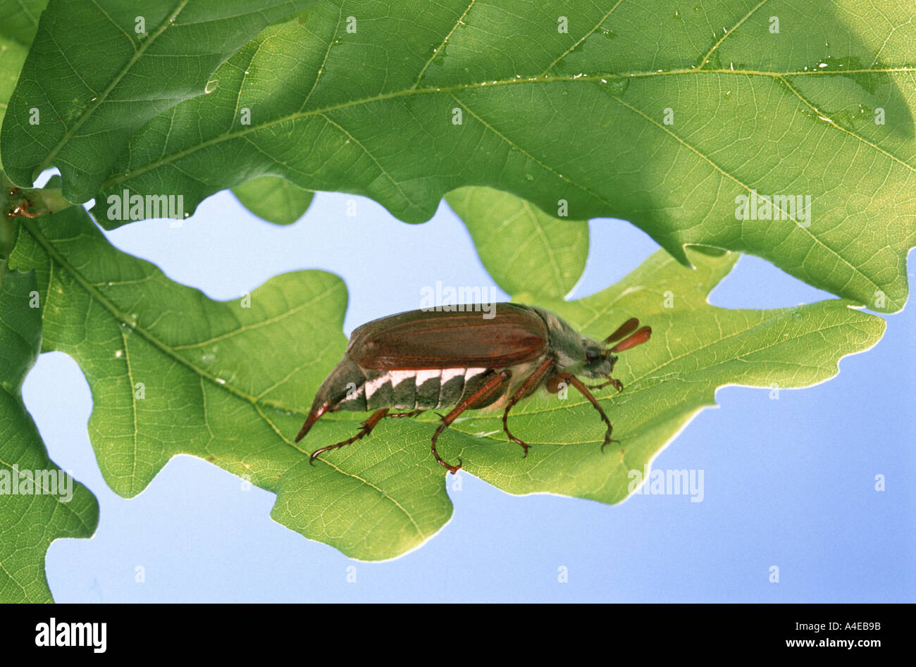 May bug Melolontha melolontha cockchafer melolontha maybug maybeetle ...