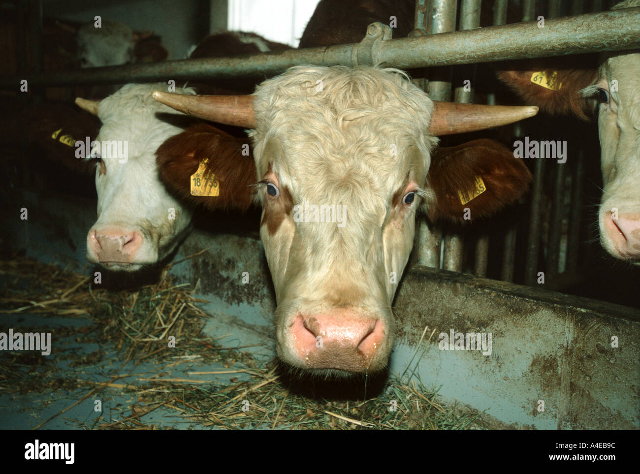 Portrait of a Cow with marks in the ear farmer cows Stock Photo - Alamy