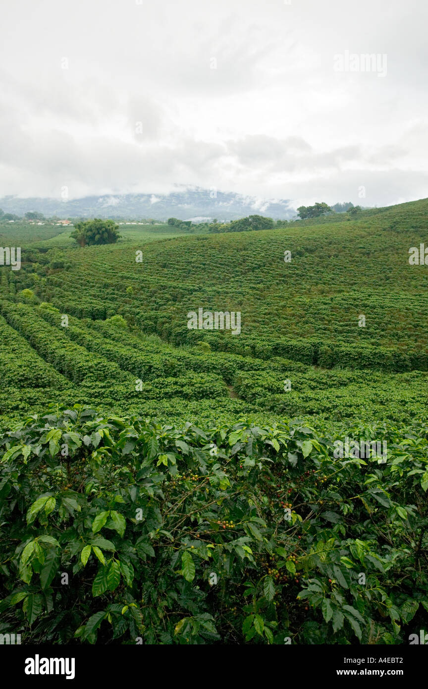 Doka coffee plantation hi-res stock photography and images - Alamy