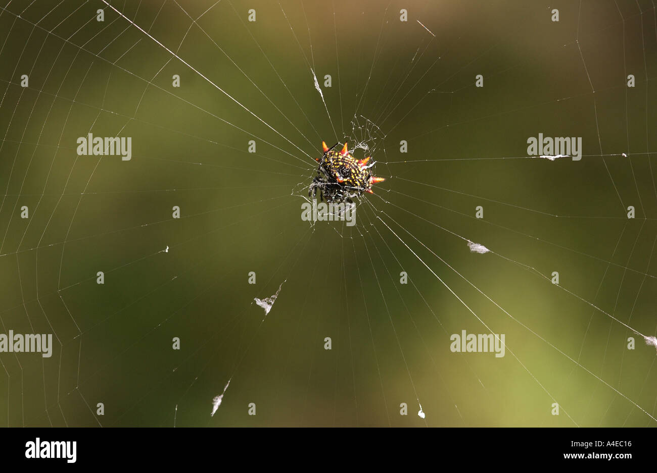 Arachnid class hi-res stock photography and images - Alamy