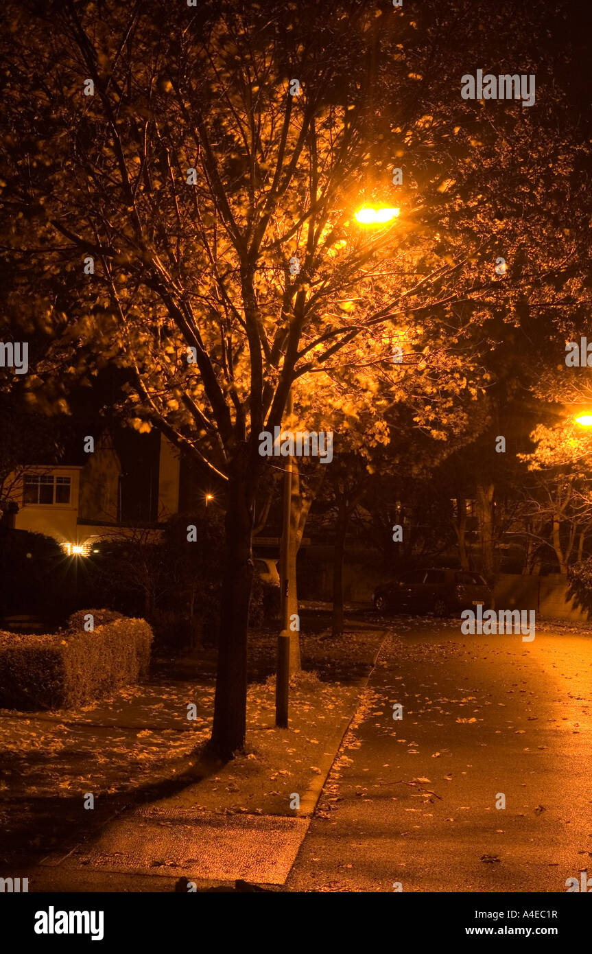 A streetlamp casts an orange hue over a tree with it's last few leaves ...