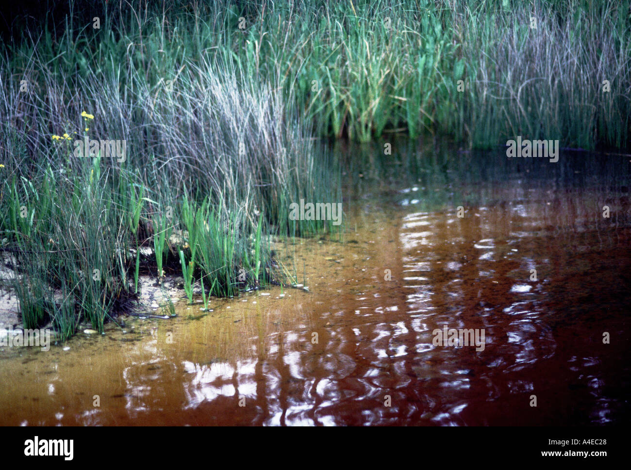 The Tanic acid colored water along the Steinhatchee River Stock Photo ...