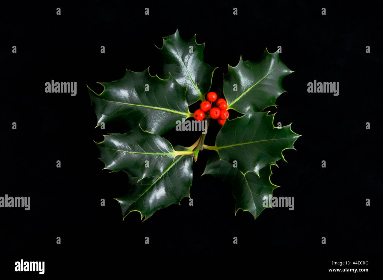 A sprig of holly with red berries Stock Photo - Alamy