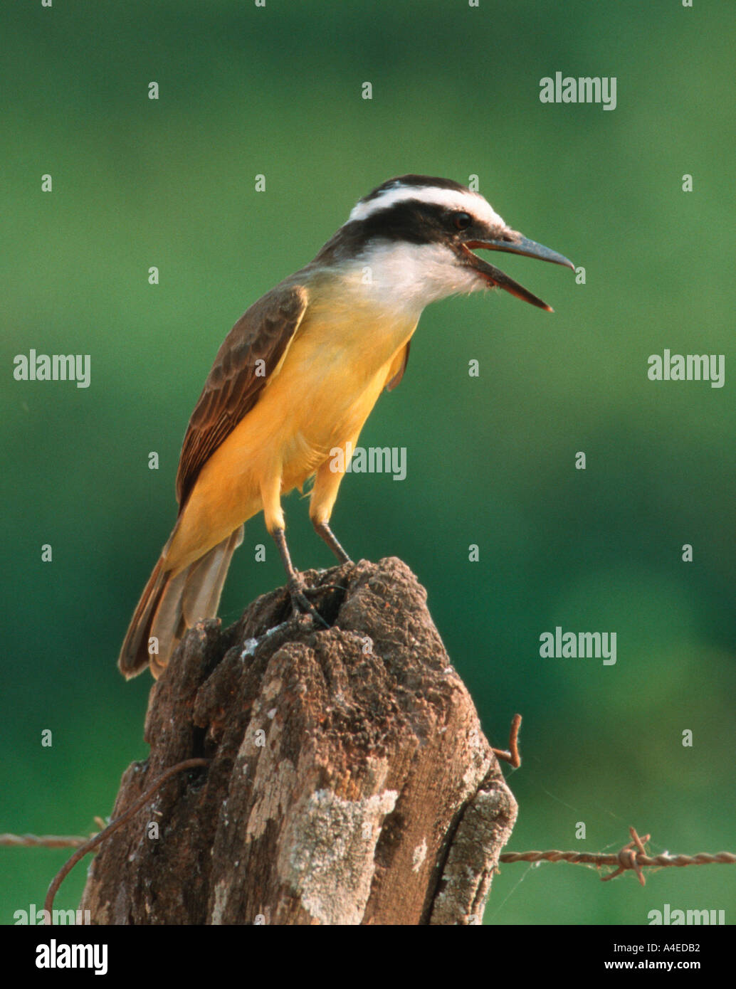 Lictor High Resolution Stock Photography and Images - Alamy