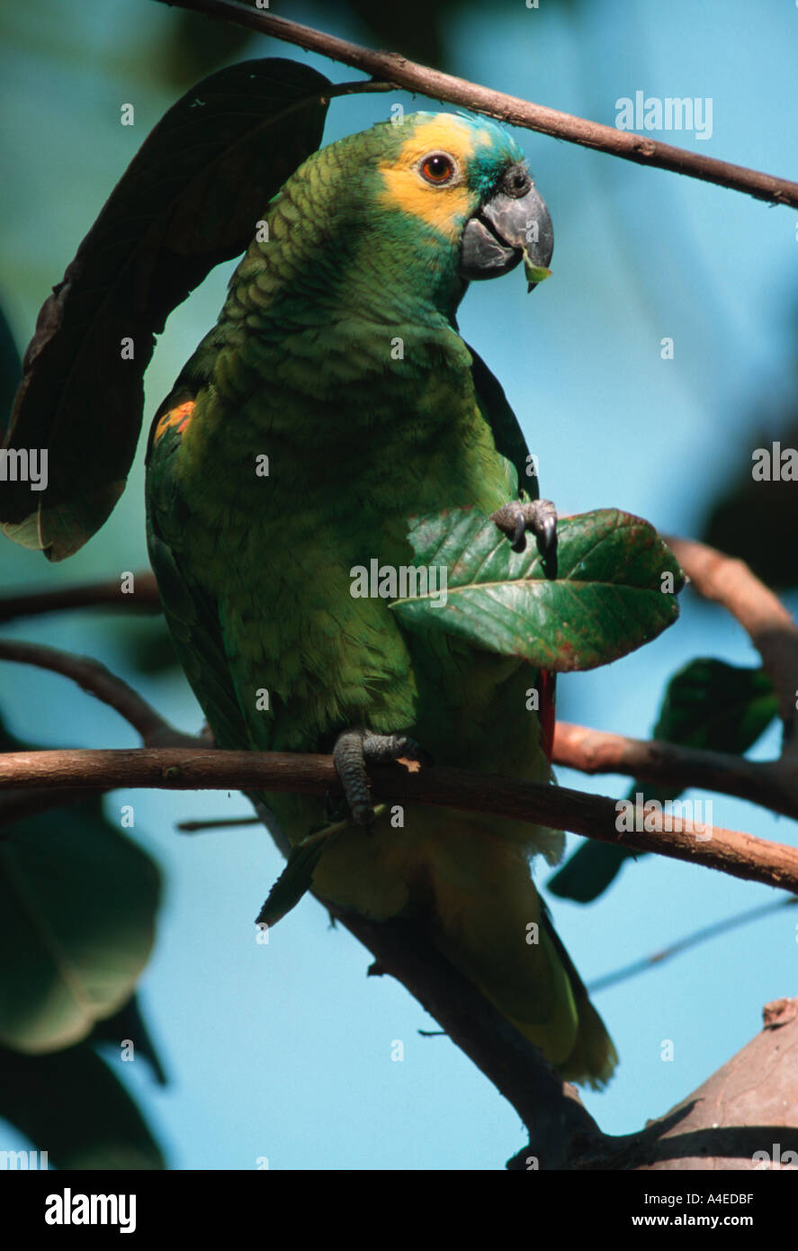 Turquoise Fronted Parrot (Amazona aestiva), Papagaio verdadeiro ...
