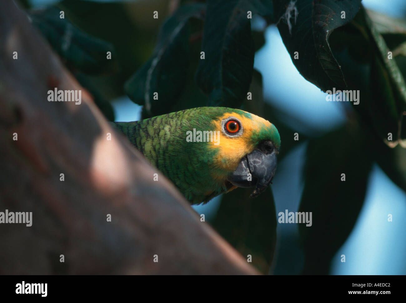 Turquoise Fronted Parrot (Amazona aestiva), Papagaio verdadeiro ...