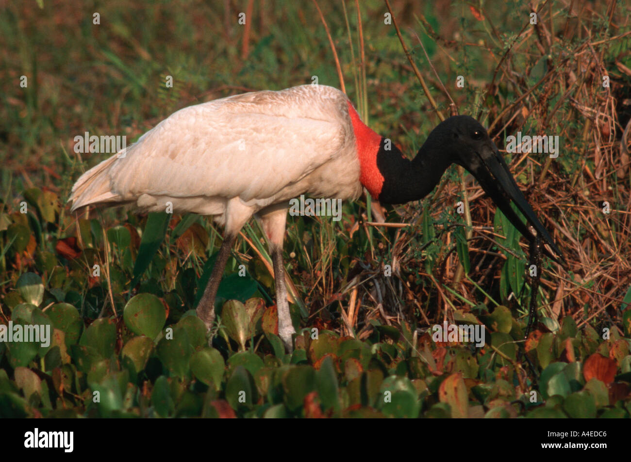 Jaburu stork (Jabiru mycteria), Northern Pantanal, Brazil Stock Photo ...