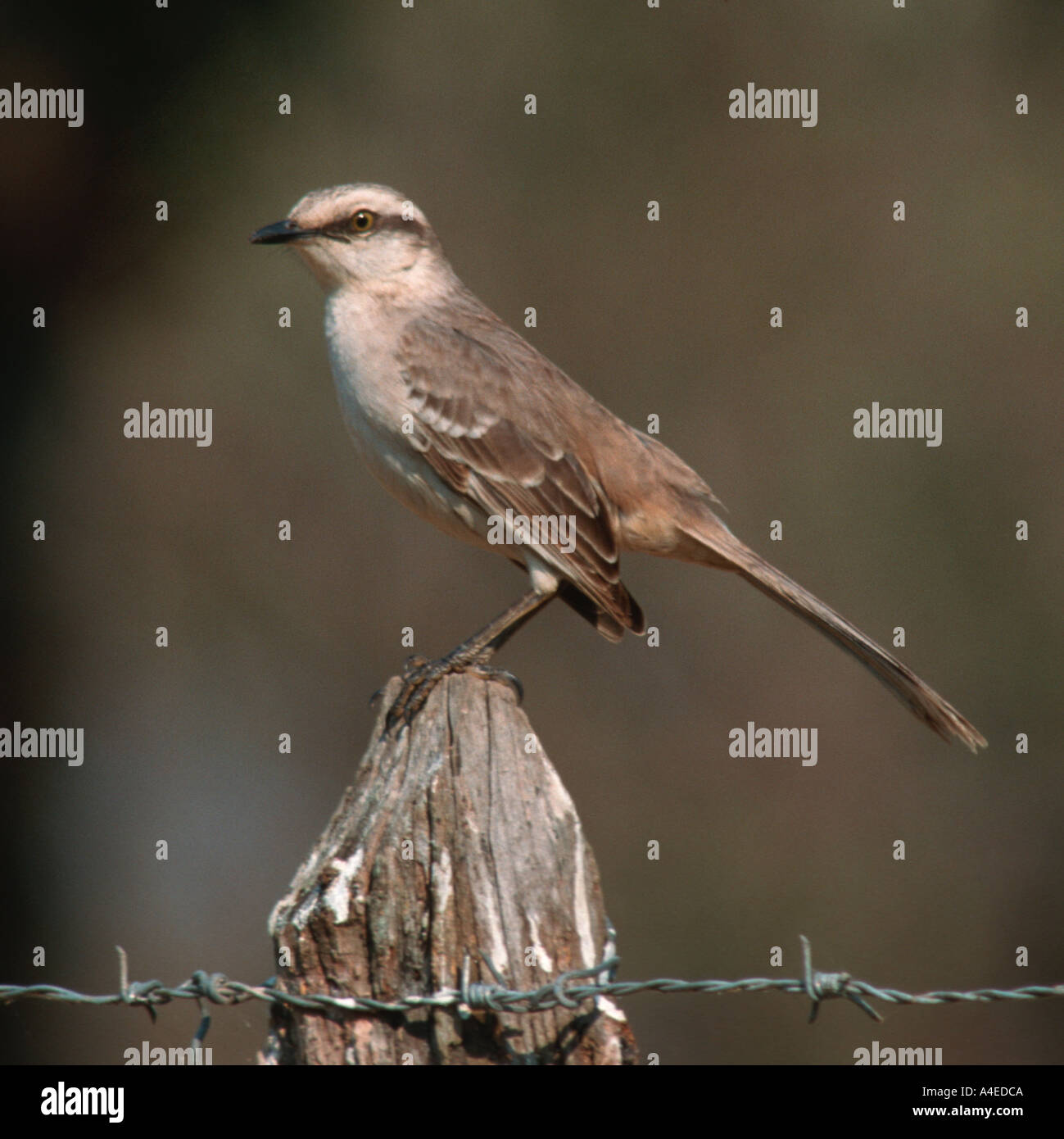 Chalk browed Mockingbird Mimus saturninus Tejo do campo Northern ...