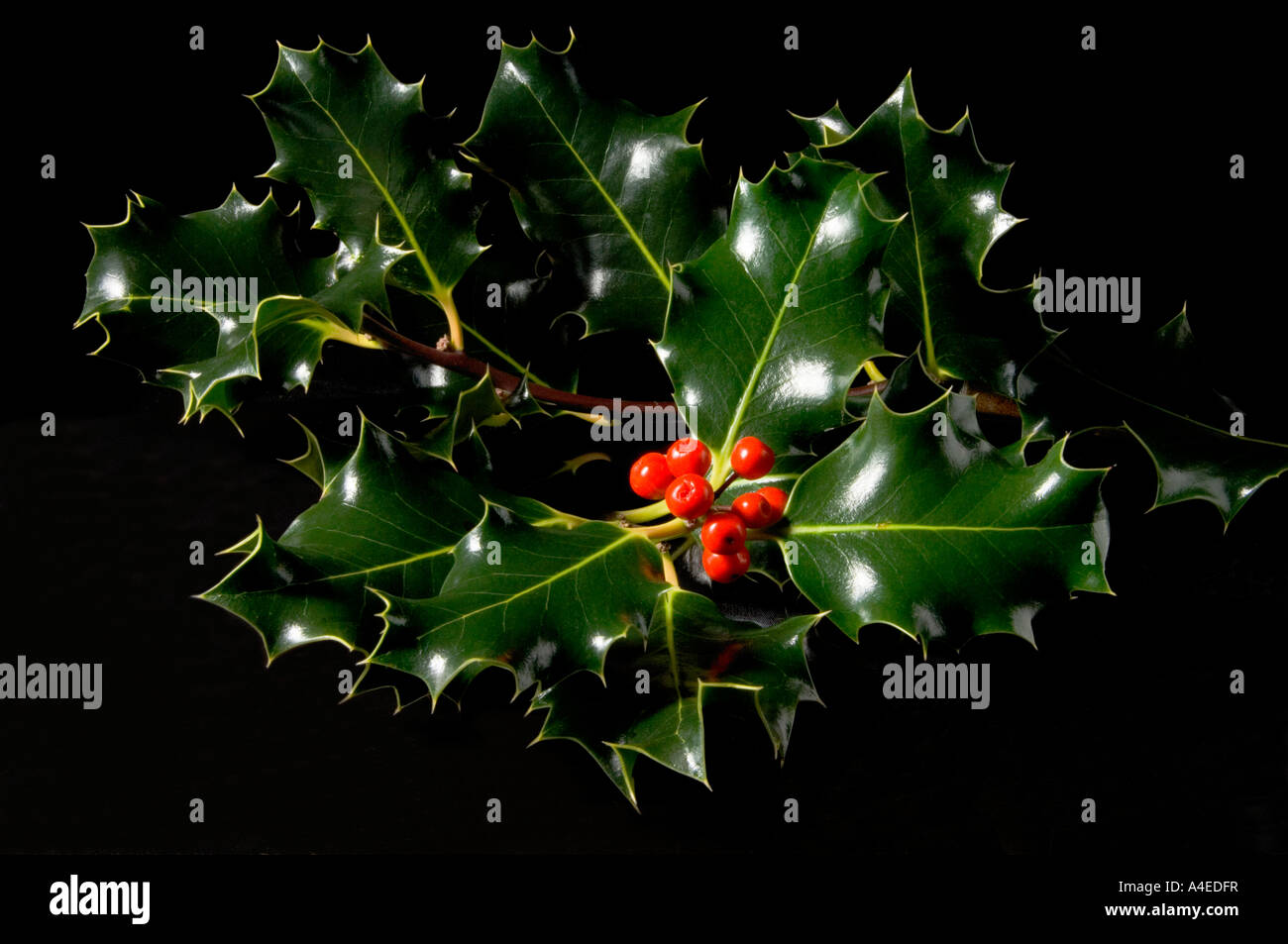 A sprig of holly with red berries Stock Photo - Alamy
