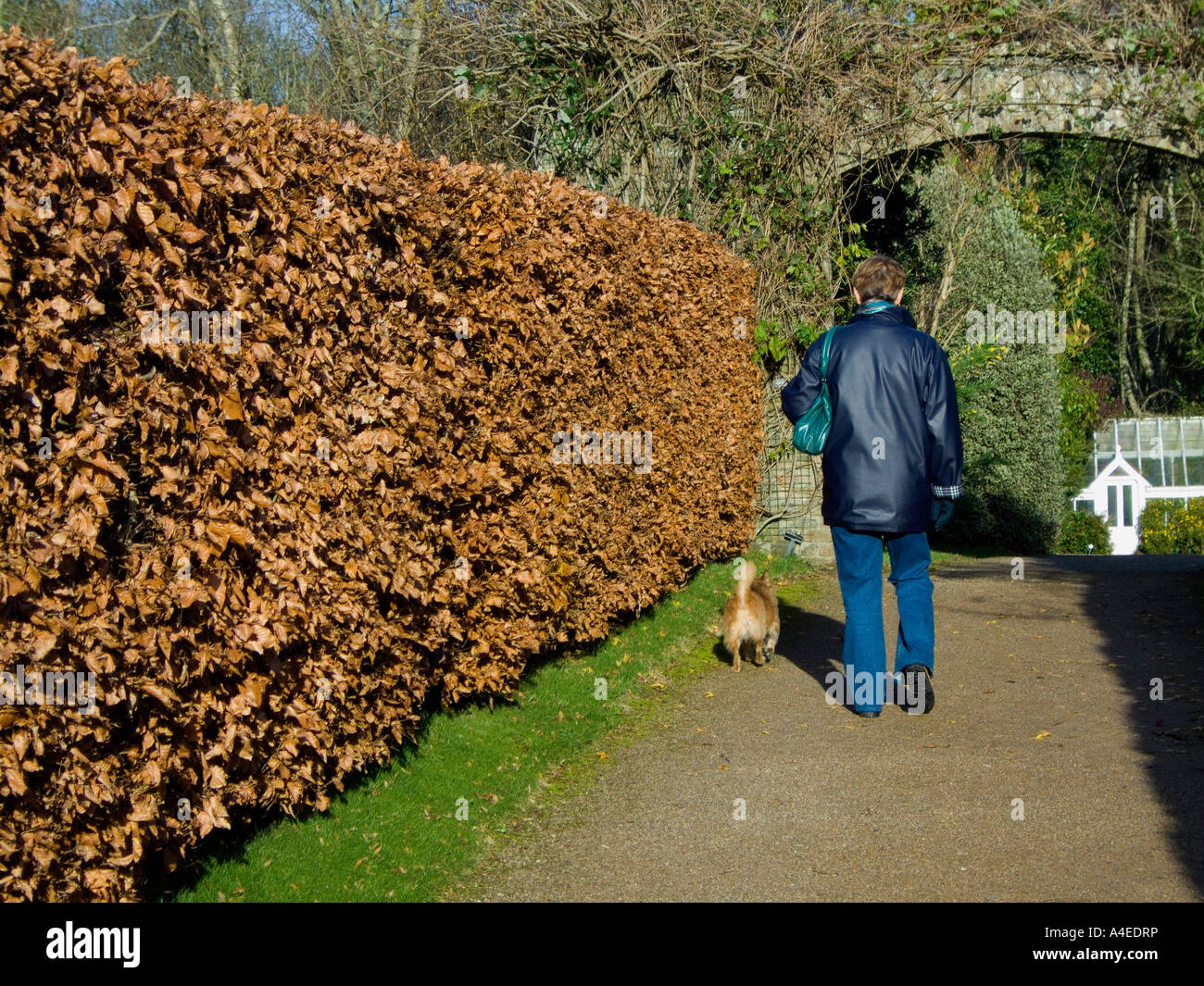 A fine example of a beech hedge in winter, in Ardgillen park, north ...