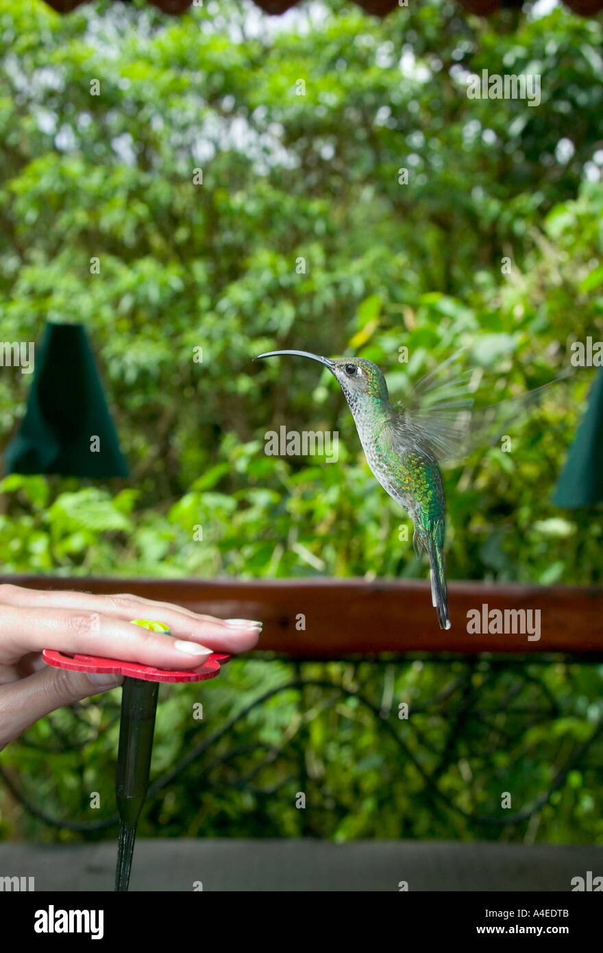 Hand-feeding Hummingbird, La Paz Waterfall Gardens, Valle Central ...