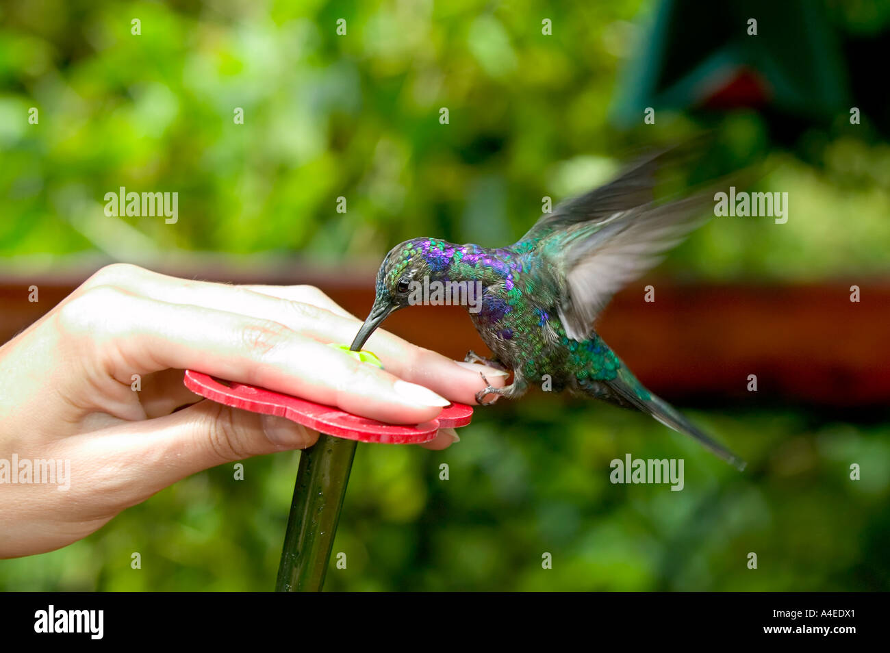 Hand-feeding Hummingbird, La Paz Waterfall Gardens, Valle Central ...