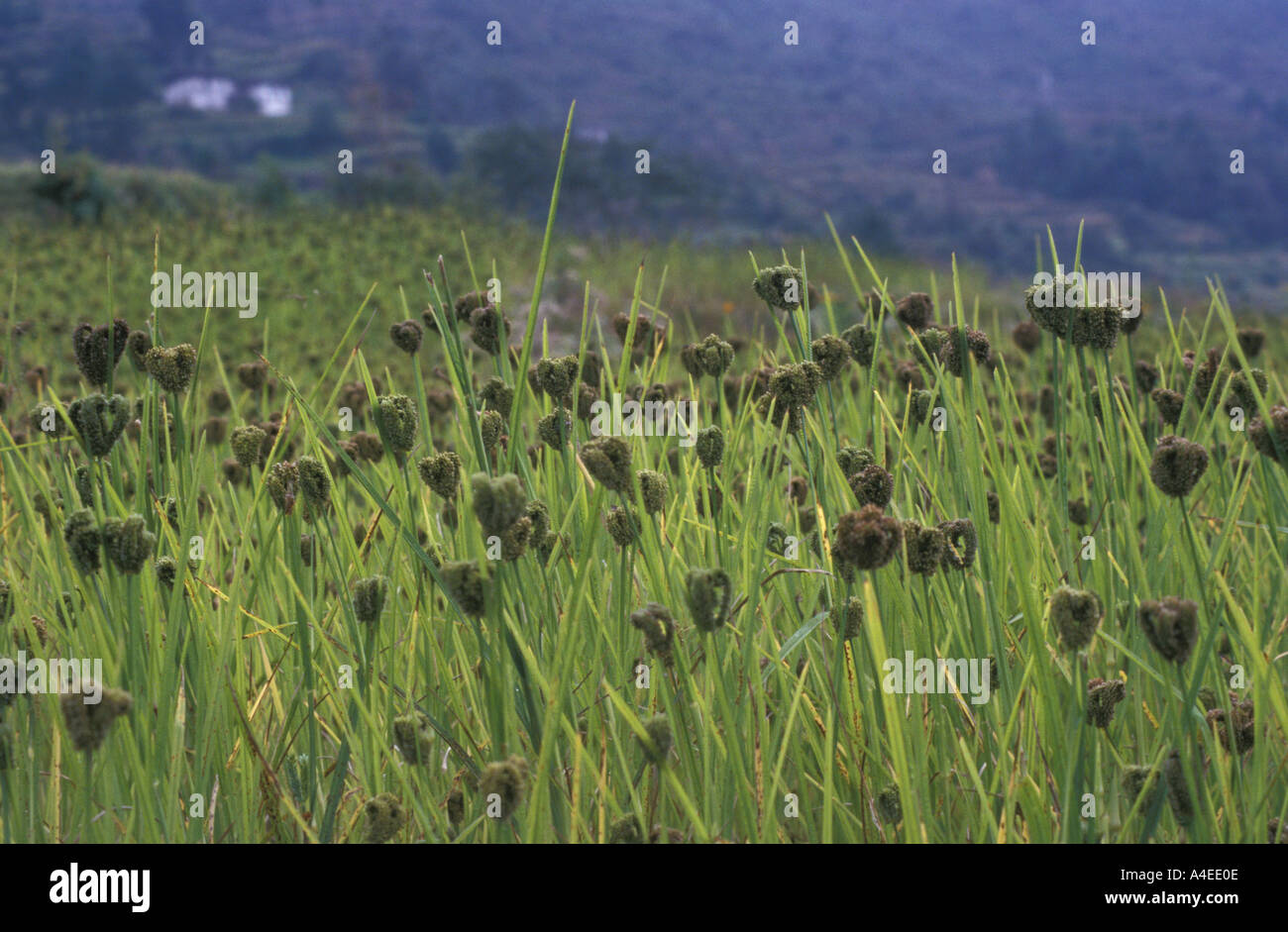 Millet nearing harvest Stock Photo - Alamy