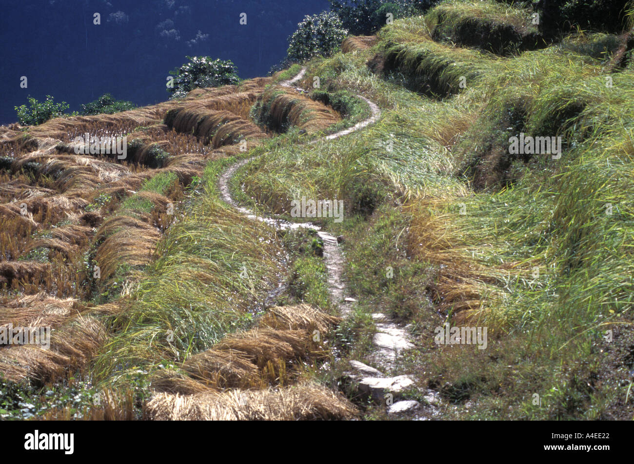 Path through rice terraces Stock Photo - Alamy