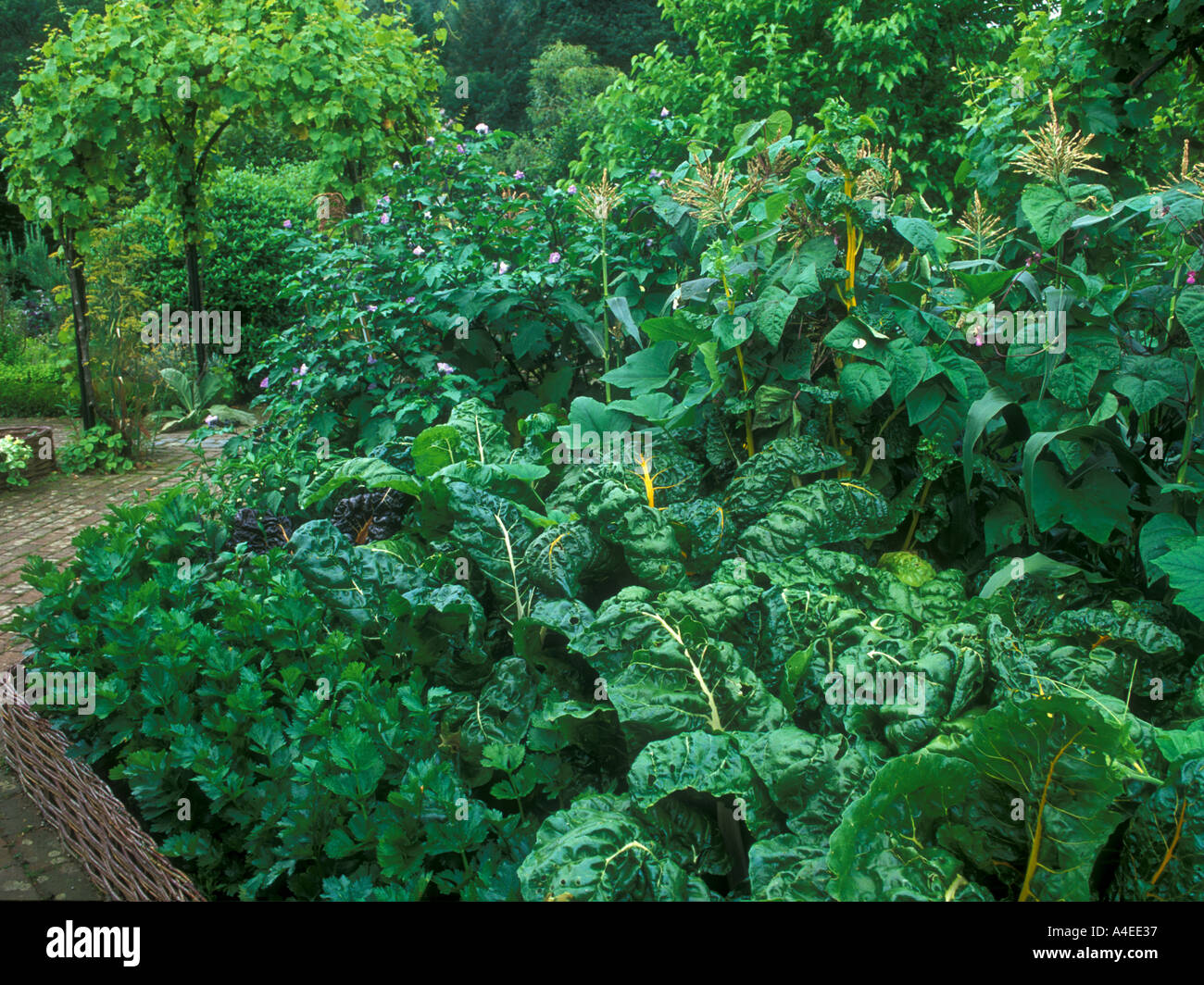 Vegetable patch Parsnip Spinach Sea kale Beet Stock Photo - Alamy