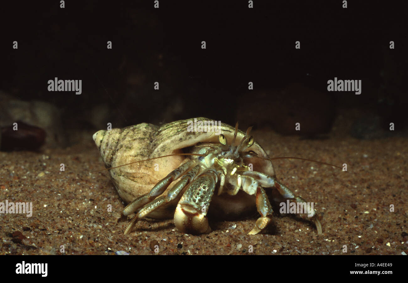 Crab in rockpool hi-res stock photography and images - Alamy