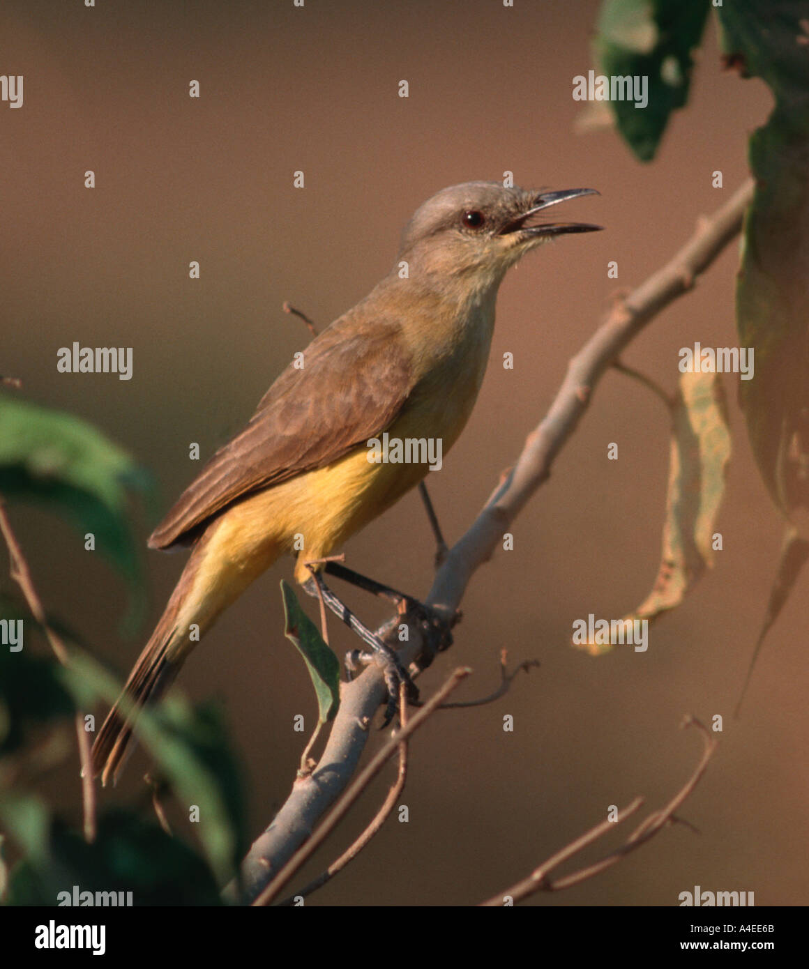 Cattle Tyrant Machetornis rixosus Suiriri cavaleiro Northern Pantanal ...