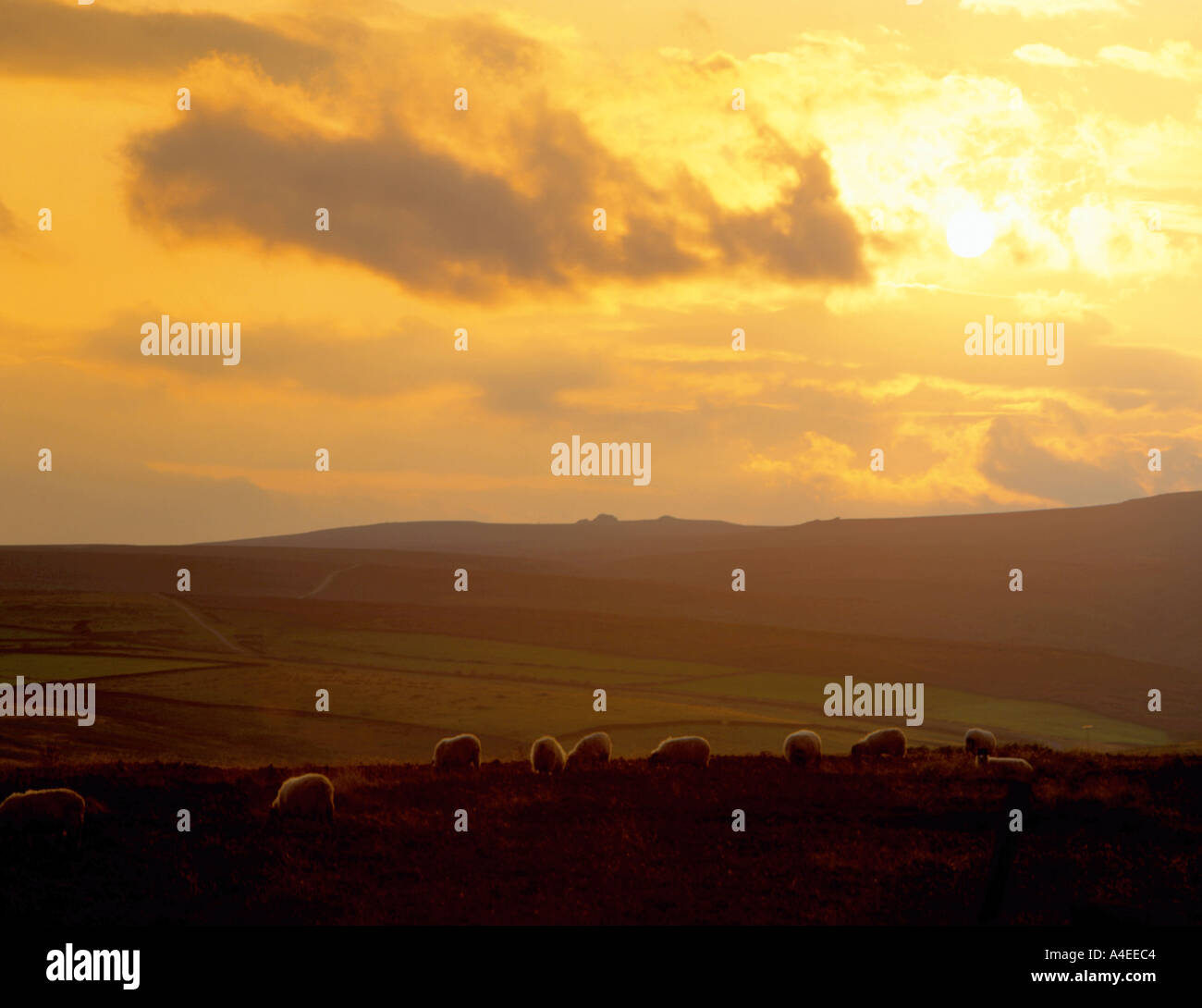 Golden yellow Yorkshire moorland sunset, above Nidderdale, North ...