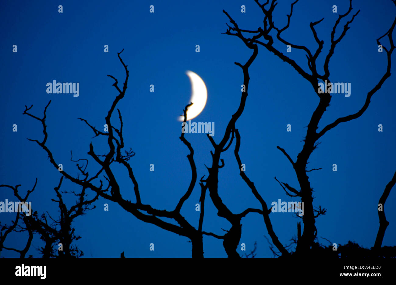 Moon behind bare branches of a tree Stock Photo - Alamy