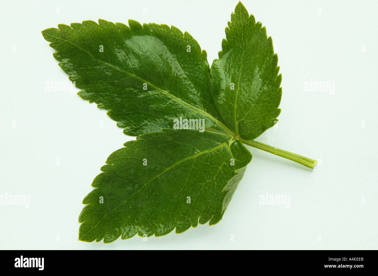 Angelika Medicinal plant leaves of Angelica Angelica archangelica Stock ...