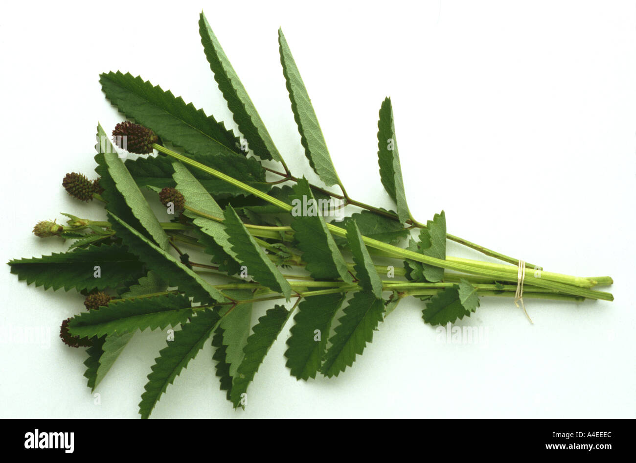 Medicinal plant bunch of Great Burnet Sanguisorba officinalis Stock ...