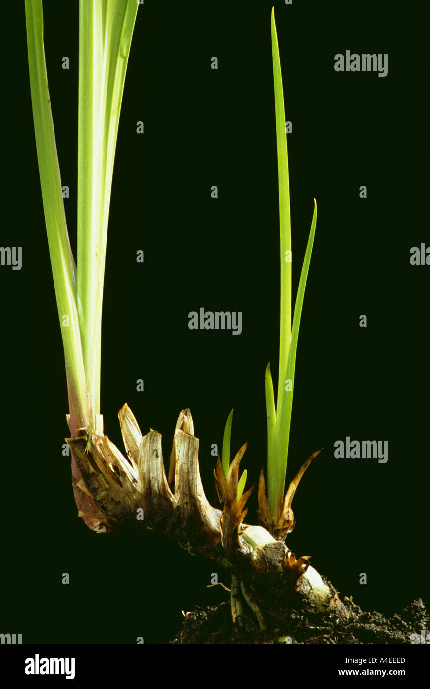 Medicinal plant leaves of acorus calamus Stock Photo - Alamy