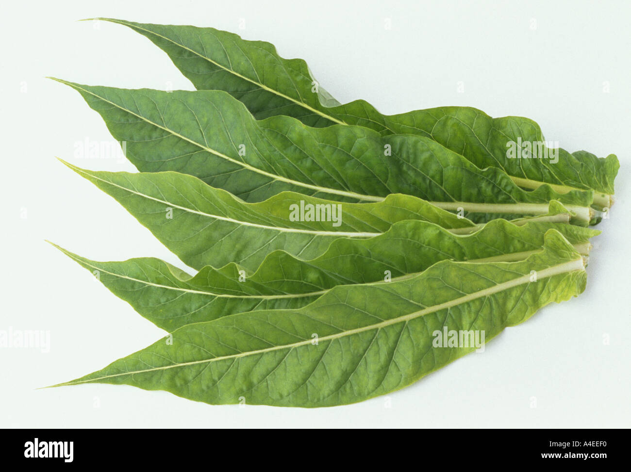 Medicinal plant Tabak leaves of Tobacco Nicotiana tabacum Stock Photo ...