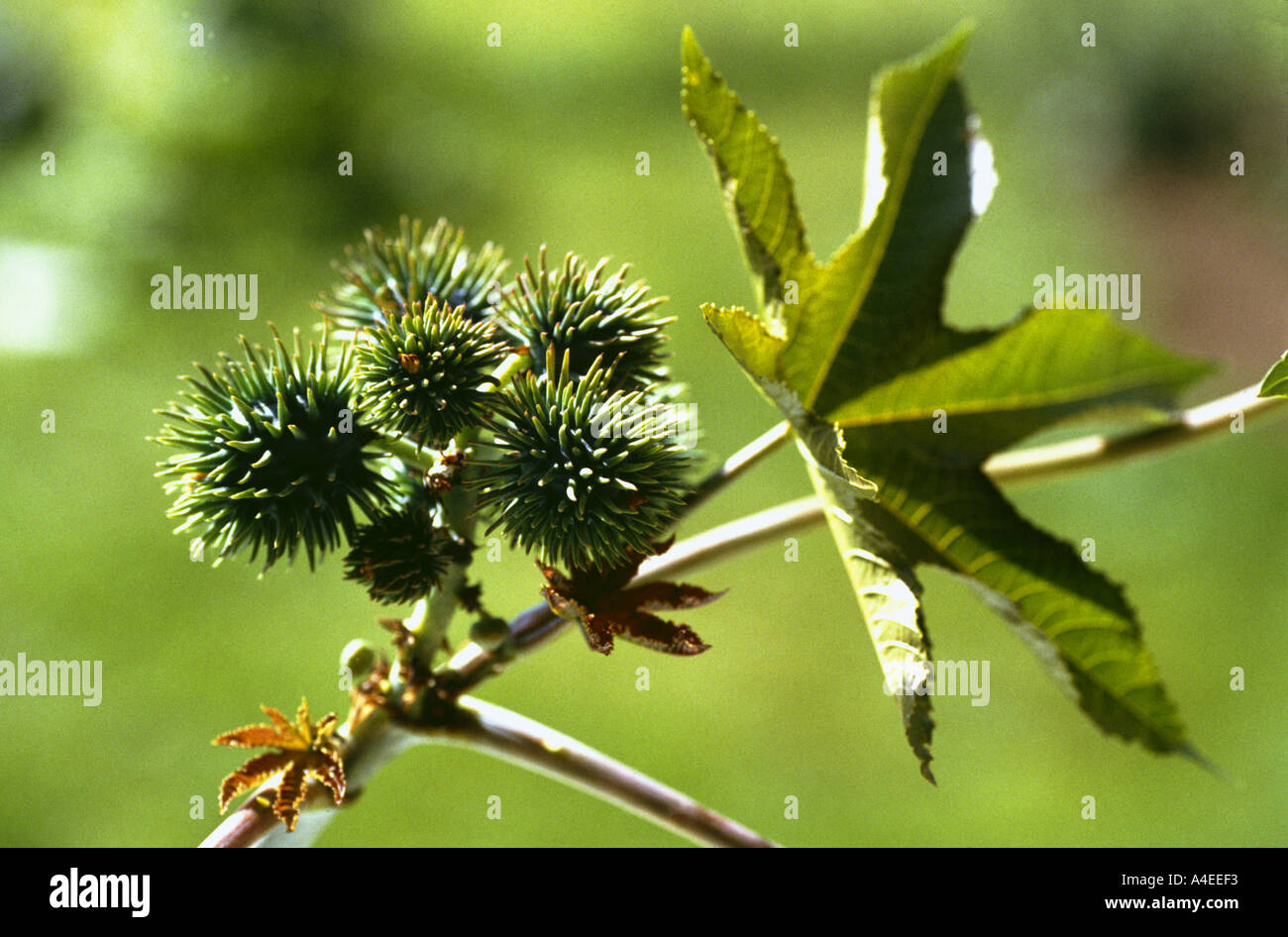 Medicinal plant poison Rhizinus Carmencita Ricinus cummunis Stock Photo ...