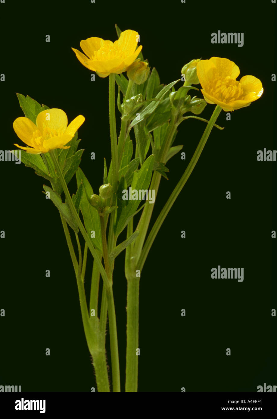 Medicinal plant bunch of Bulbous buttercup Ranunculus bulbosus Stock ...