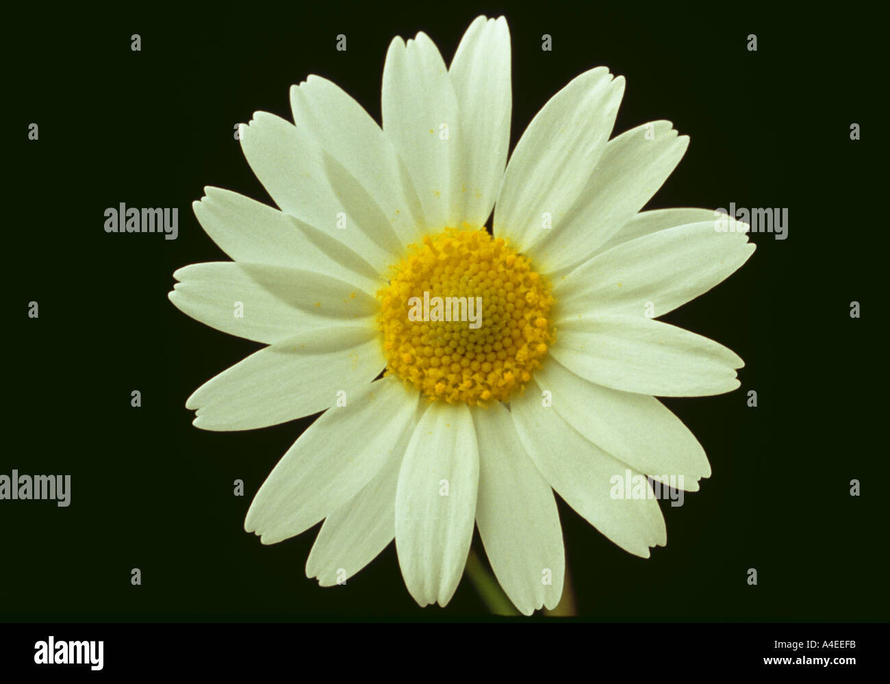 Medicinal plant blossoms of Matricary Matricaria recutita Stock Photo ...