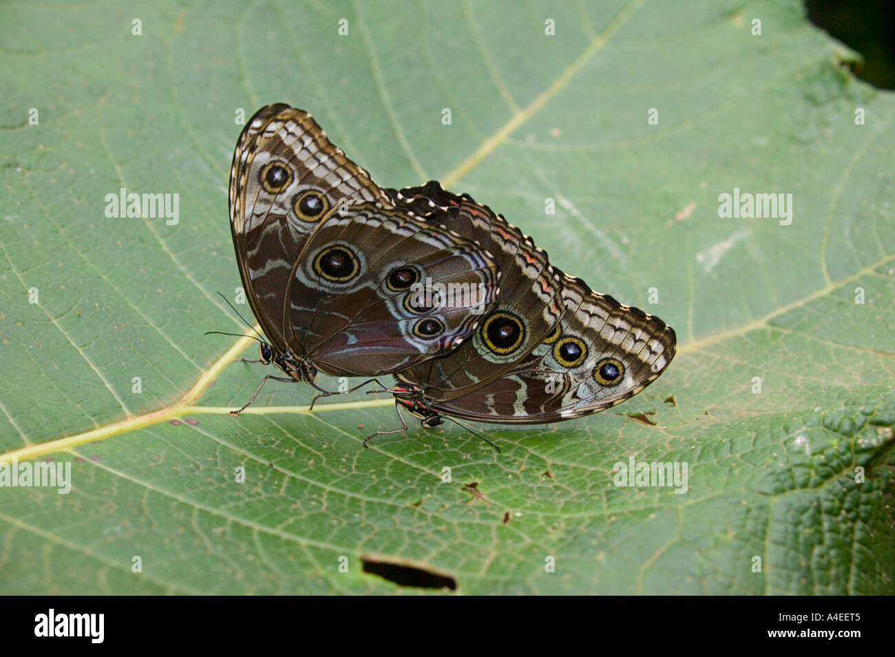 Blue Morpho butterfly, La Paz Waterfall Gardens, Valle Central ...