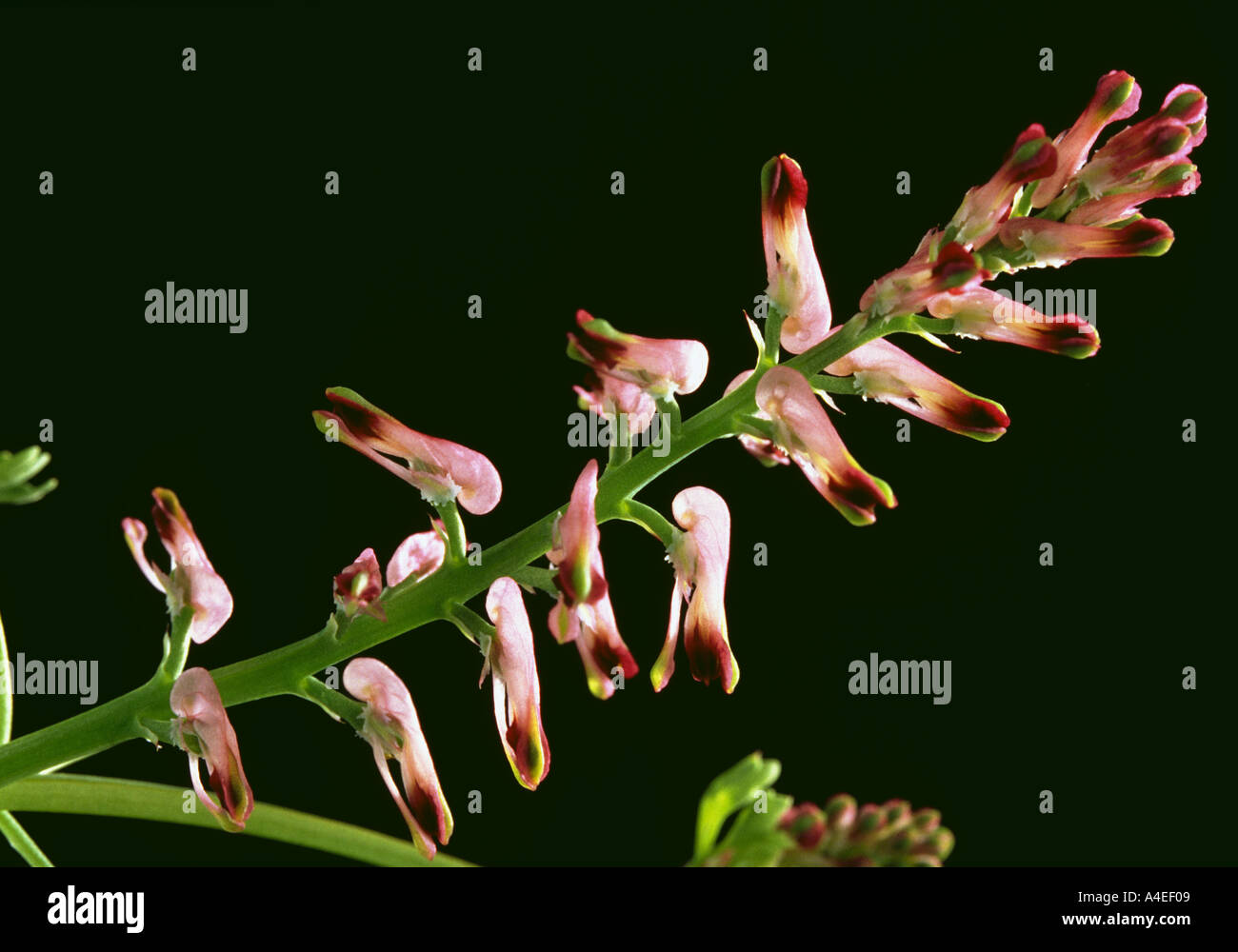 Medicinal plant bunch of Fumitory Fumaria officinalis Stock Photo - Alamy