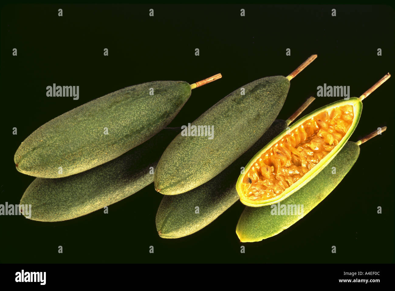 Curruba Curuba Passiflora mollissima Stock Photo - Alamy