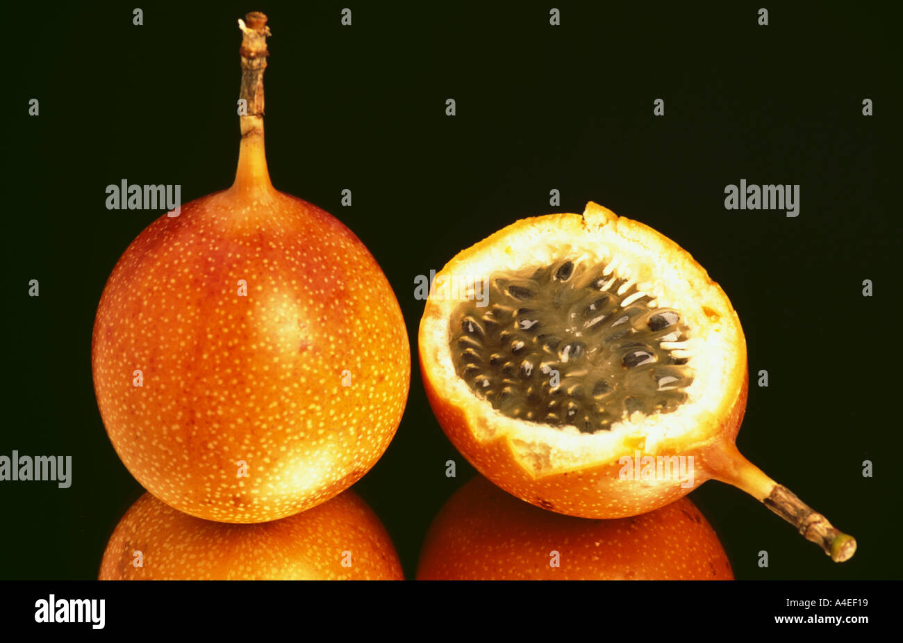 Ligularis High Resolution Stock Photography and Images - Alamy