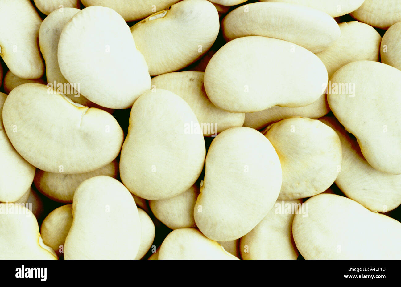 Beans dry white Legume Corona Coronabeans Stock Photo - Alamy