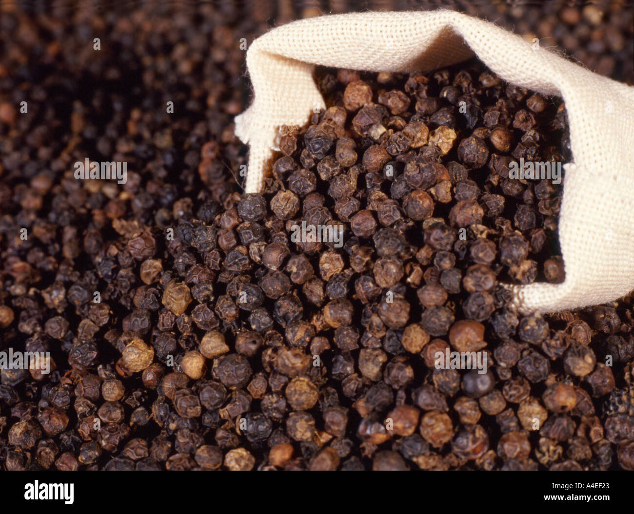 Spice Pepper black pepper corns piper nigrum Stock Photo - Alamy