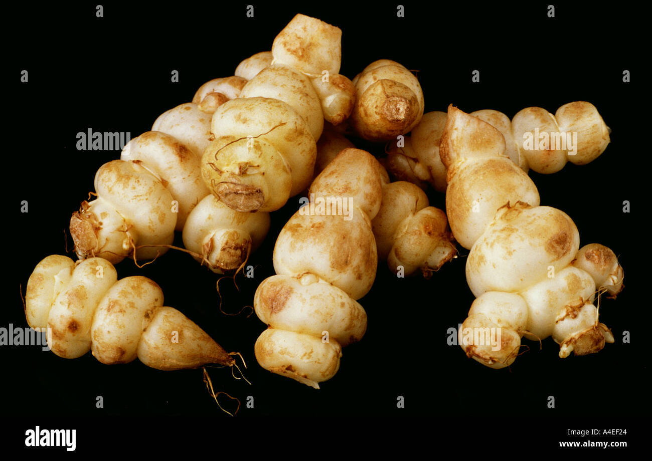 Chinese artichoke chorogie Stachys sieboldi Vegetable Fruit Asia ...