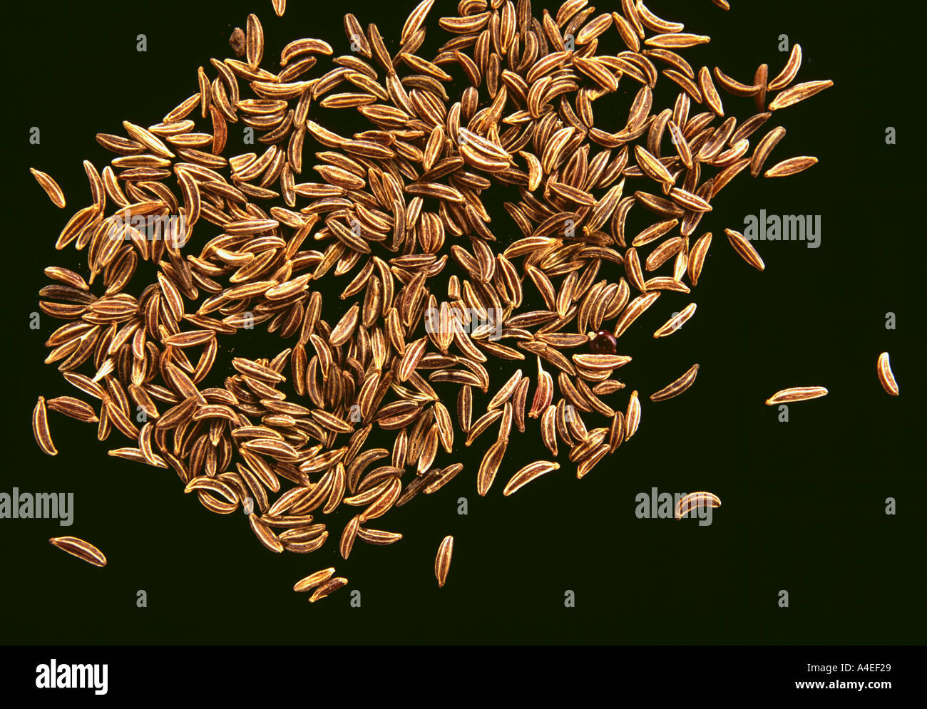 Caraway Tincture