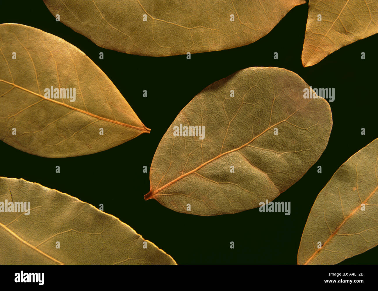 Spice medicinal plant Laurel leaves dry Laurus nobilis Stock Photo - Alamy