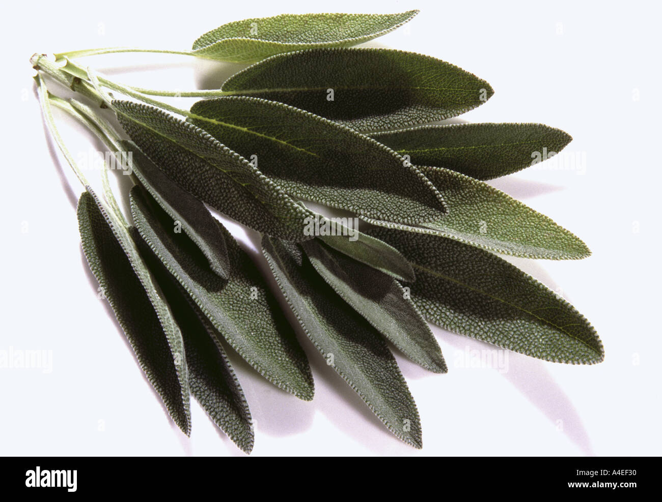 Herb medicinal plant Sage Salvia officinalis Stock Photo - Alamy